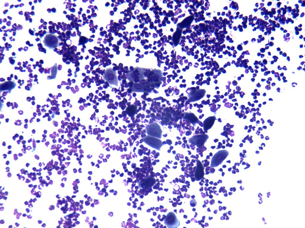 La citologia in dermatologia veterinaria - Dott.ssa Irina Matricoti